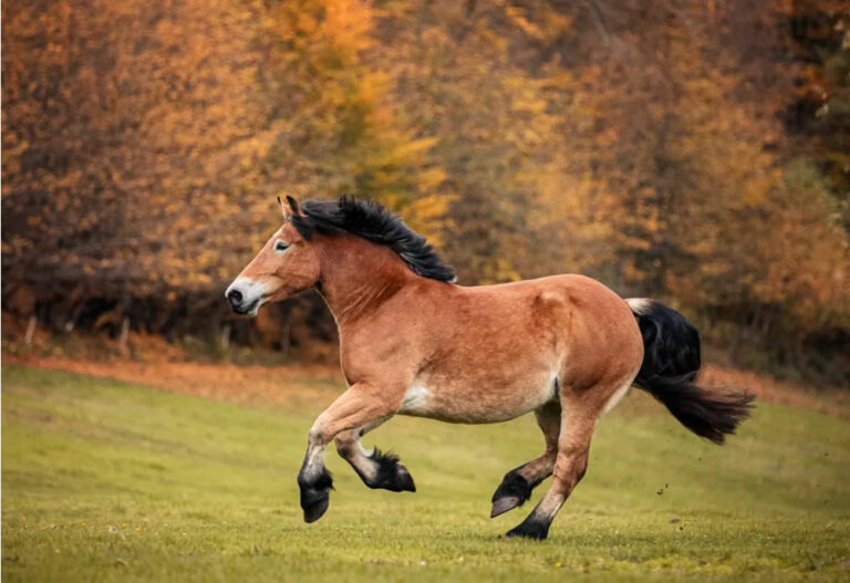 Altmärkisches Kaltblut - Pferde-Pferderassen.de